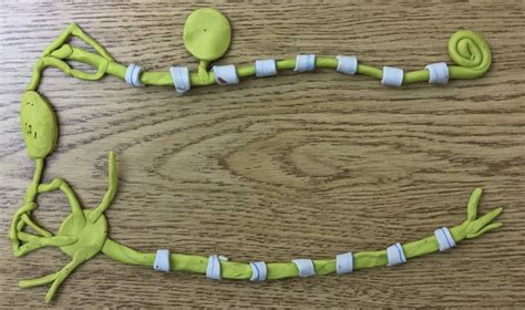 Neuron Clay Diagram Quizlet