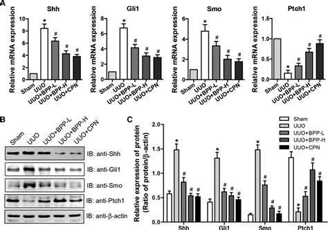 Effects Of Bpp On The Shh Signalling Pathway In The Renal Tissues Of