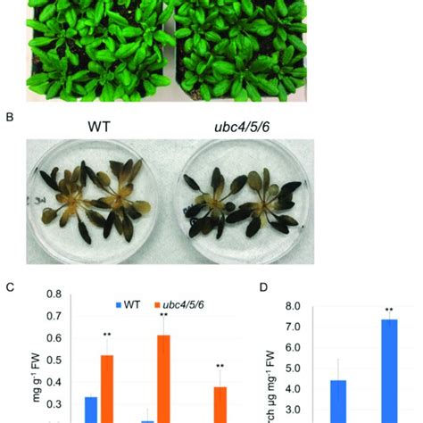 Plant Morphology Starch And Sugar Analyses Of The Wt And Ubc456