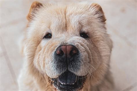 Longest Living Dog Breeds Top 10