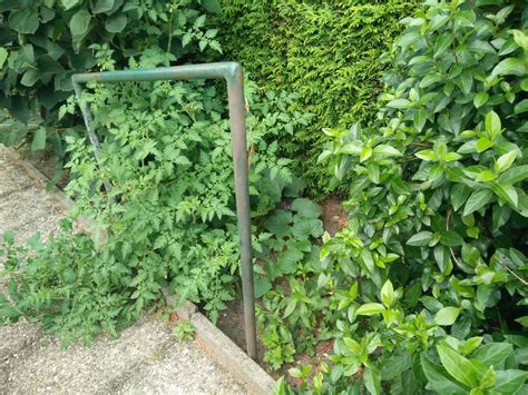 Hidden Cat Scrolller