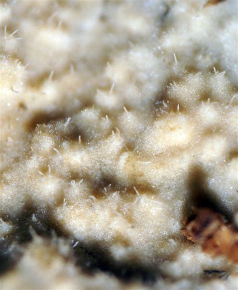 Hyphoderma Setigerum Fr Donk Cemas