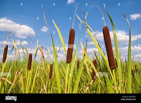 Bullrushes Or Cattails Against A Beautiful Blue Sky With Clouds Stock
