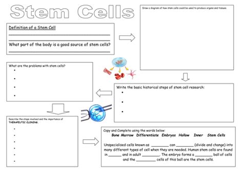 Stem Cells Research Sheet Teaching Resources