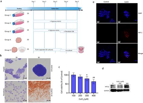 Experimental Model And Initial Validations A Schematic Depiction Of Download Scientific