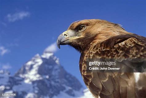 Alpine Eagle Photos And Premium High Res Pictures Getty Images