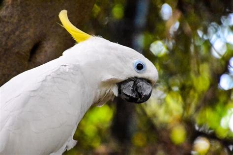 Premium Photo Colored Tropical Parrot