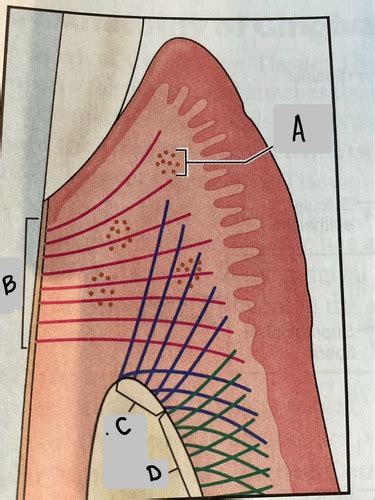 Perio Chapter 2 Supragingival Fibers Flashcards Quizlet