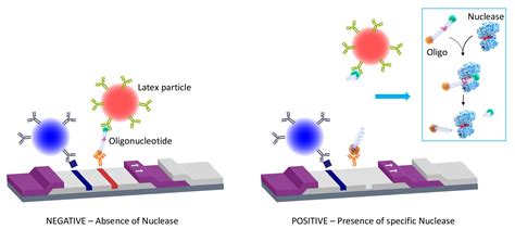 Oligonucleotide Probe