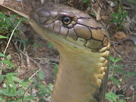Best Snake Parks In India Nativeplanet