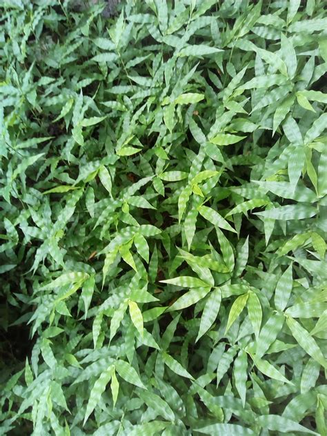 Natural Way Of Farming ऋषि खेती धान गेंहूं की असिंचित जंगली खेती