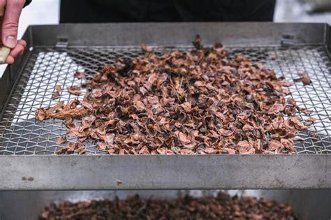 Premium Photo A Man Sifts Nuts From Large Debris To Extract Cedar