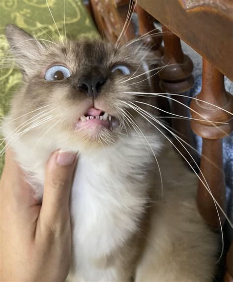 Dont Touch Me Hooman Rcat