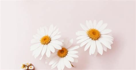 Premium AI Image Minimalistic Elegance White Daisy Cham