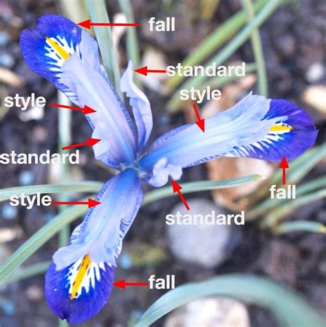 Iris Family Iris Family