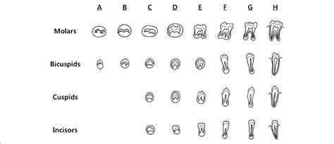 8 Scales According To Tooth Developmental Stage By Demirjians Method Download Scientific
