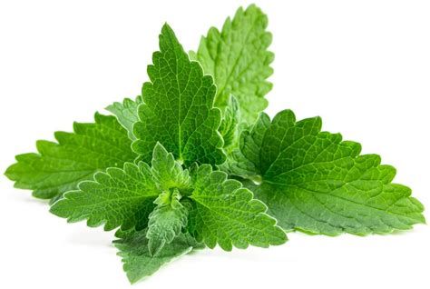 Redicalm Natural Stress Relief Nutreance