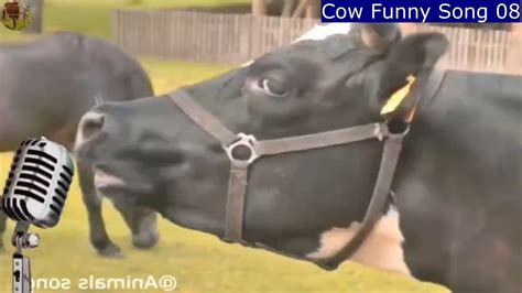 Funny Cow Dance 08 Cow Lovely Mooing Sounds Cow Funny Song 2023