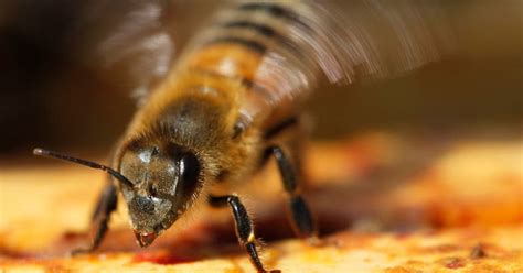 Boddhi Portal Scientists Confirm Pesticides Kill America S Honey Bees