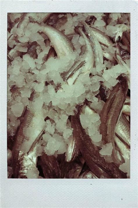 Fish By Bri Anorexia On Deviantart