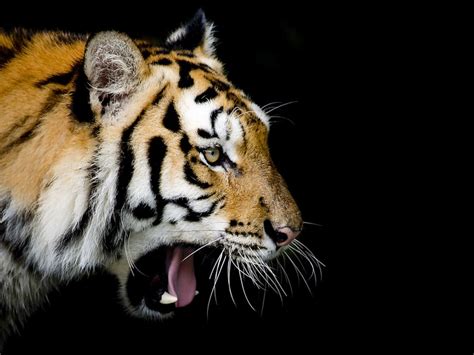 4k 5k 6k 7k Tigers Big Cats Whiskers Hd Wallpaper Rare Gallery