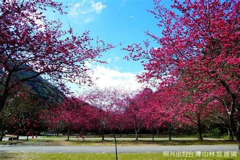 南投奧萬大賞櫻 歐風清境 天空步道二日遊 旅遊行程搜尋推薦 東南旅遊