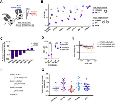 Full Article A Bispecific Antibody Drug Conjugate Targeting Cd7 And Cd33 Shows Anti Tumor