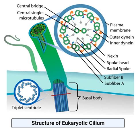 Cilia Structure Formation Types Functions Examples