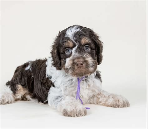 Cockapoo Moms Gimipup Doodles