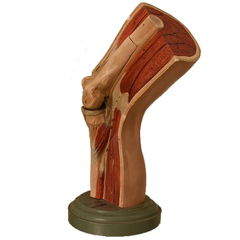 Knee Joint Model By Somso Fleaglass