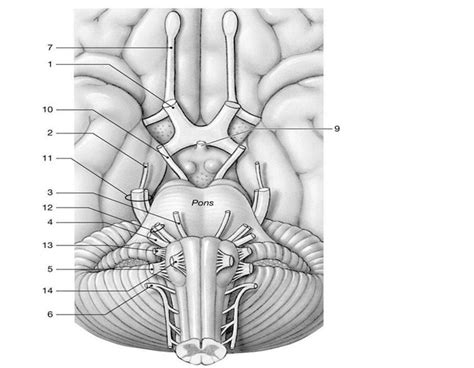 Cranial Nerves Labeled Diagram