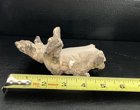 Winner Of The May 2024 Vertebrate Fossil Of The Month Fossil Of The
