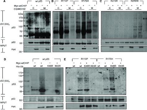 Chip Promotes Ubiquitination And Lysosomal Degradation Of Aggregating