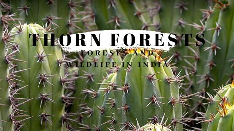 Interesting Facts About Thorn Forests Thorn Forest 6 27 2020 The Art