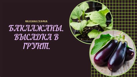 🍆ВЫСАДКА РАССАДЫ БАКЛАЖАНОВ В ОТКРЫТЫЙ ГРУНТ 🍆 Youtube