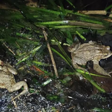 Una Notte Sulla Provinciale 76 Per Salvare I Bufo Bufo