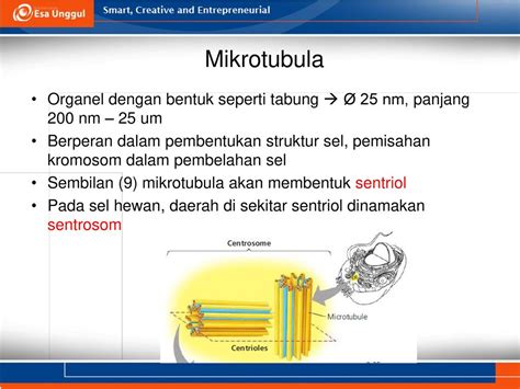 Dr Henny Saraswati M Biomed Ppt Download