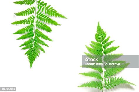 흰색 배경에 녹색 열대 고사리 잎의 상단보기 플랫 레이 최소한의 여름 개념 오피 공간 이미지 0명에 대한 스톡 사진 및 기타 이미지 Istock