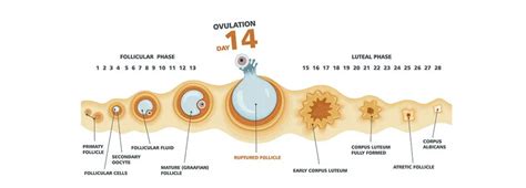 Basics Of Ovulation What Is Ovulation When Do You Ovulate Blogs Pharmed Limited