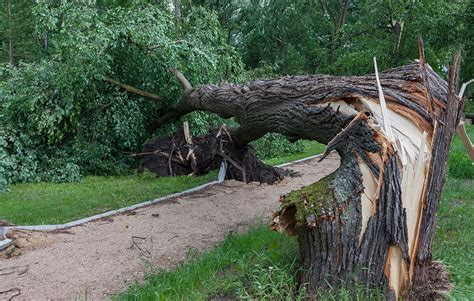 When To Call A Professional Warning Signs Of A Hazardous Tree In Greenville CA Tree Service