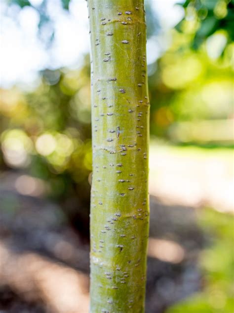 Weeping Caragana Topgraft Jeffries Nurseries