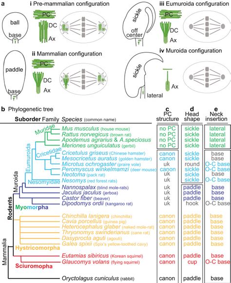 The Evolution Of Centriole Degradation In Mouse Sperm Pmc