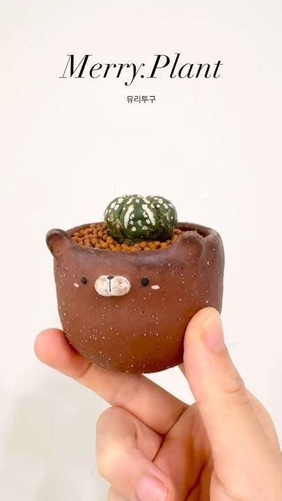 유리투구 선인장 Youtube