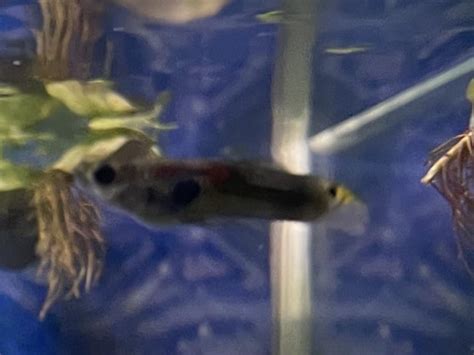 Can Anyone Sex My Guppy Raquariums