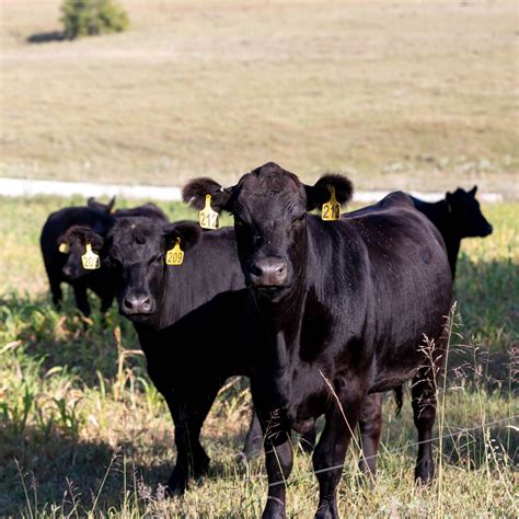 Cattle Chat Culling Priorities High Plains Journal