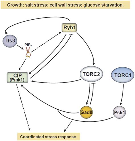 Cross Regulatory Interactions Between Tor And Cell Integrity Mapk