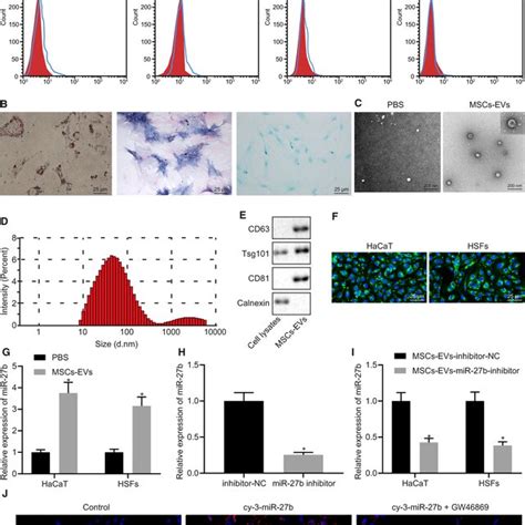 The Mice With Low Healing Ability Present Poor Expression Of Mir‐27b In