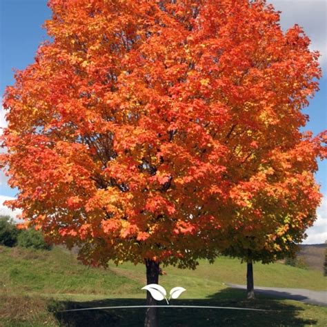 Rode Esdoorn Cm Acer Rubrum Red Sunset Gardline