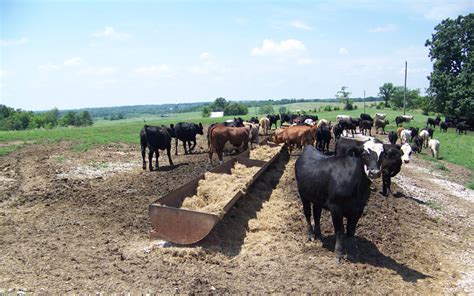Heavy Duty Feed Bunks Brad S Welding Shop Self Dumping Hay Trailers