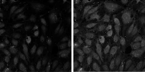 cellprofiler image analysis software for researchers and scientists